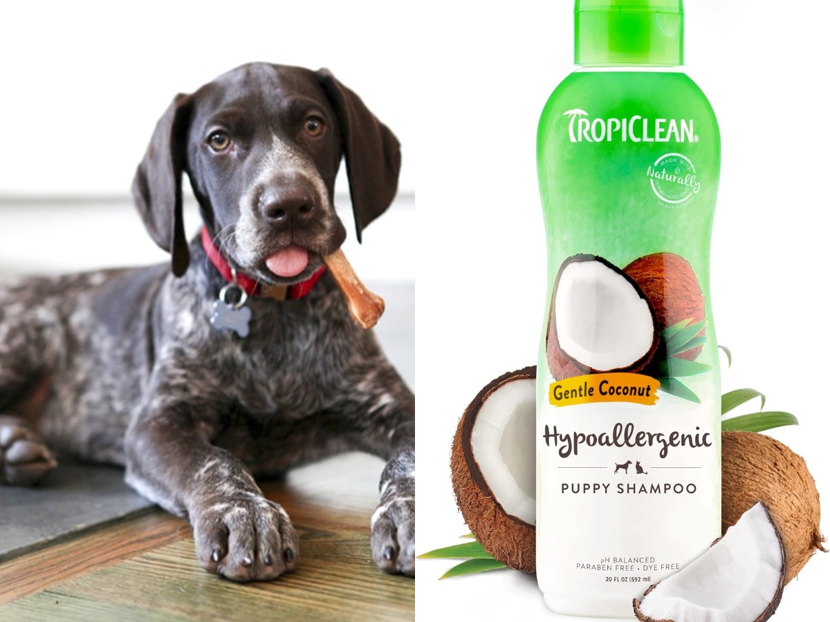 11 Best Shampoos For German Shorthaired Pointers in the U.S.