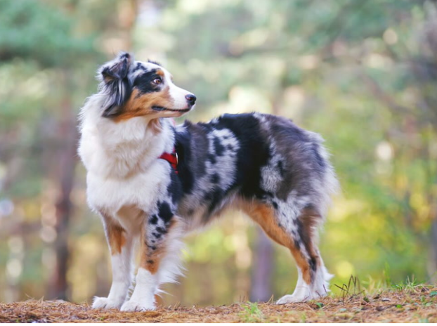 Merle Dogs: 14 Dog Breeds That Can Have a Merle Coat