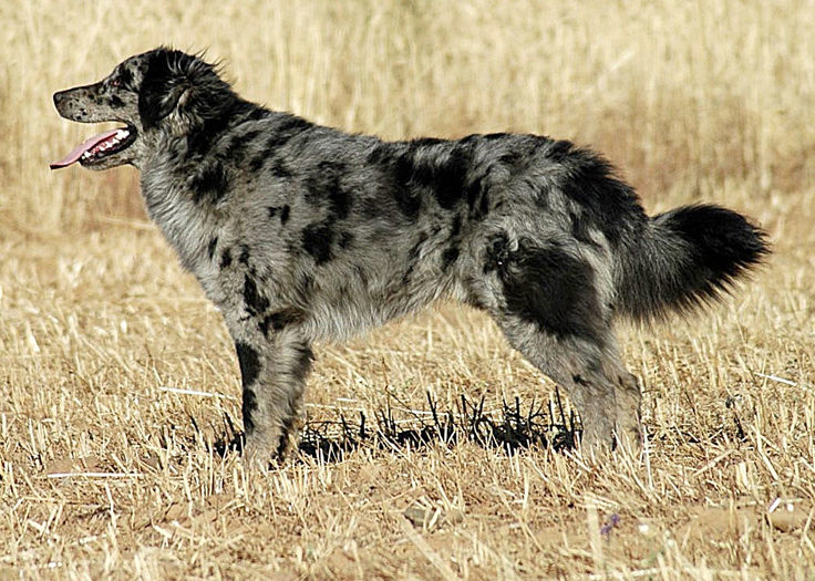 Merle Dogs: 14 Dog Breeds That Can Have a Merle Coat